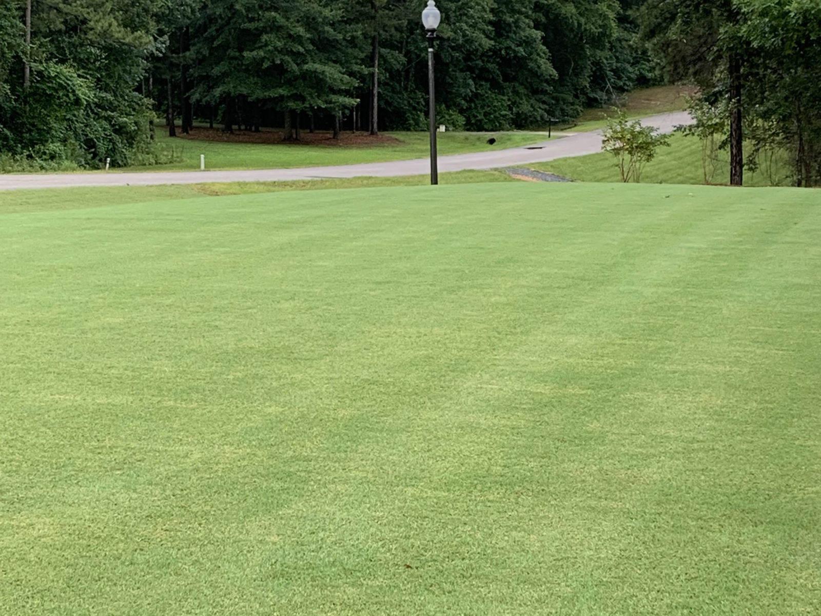 Bermuda Grass ☀️ Sunny Bermuda ☀️ - Lawn tips and more!