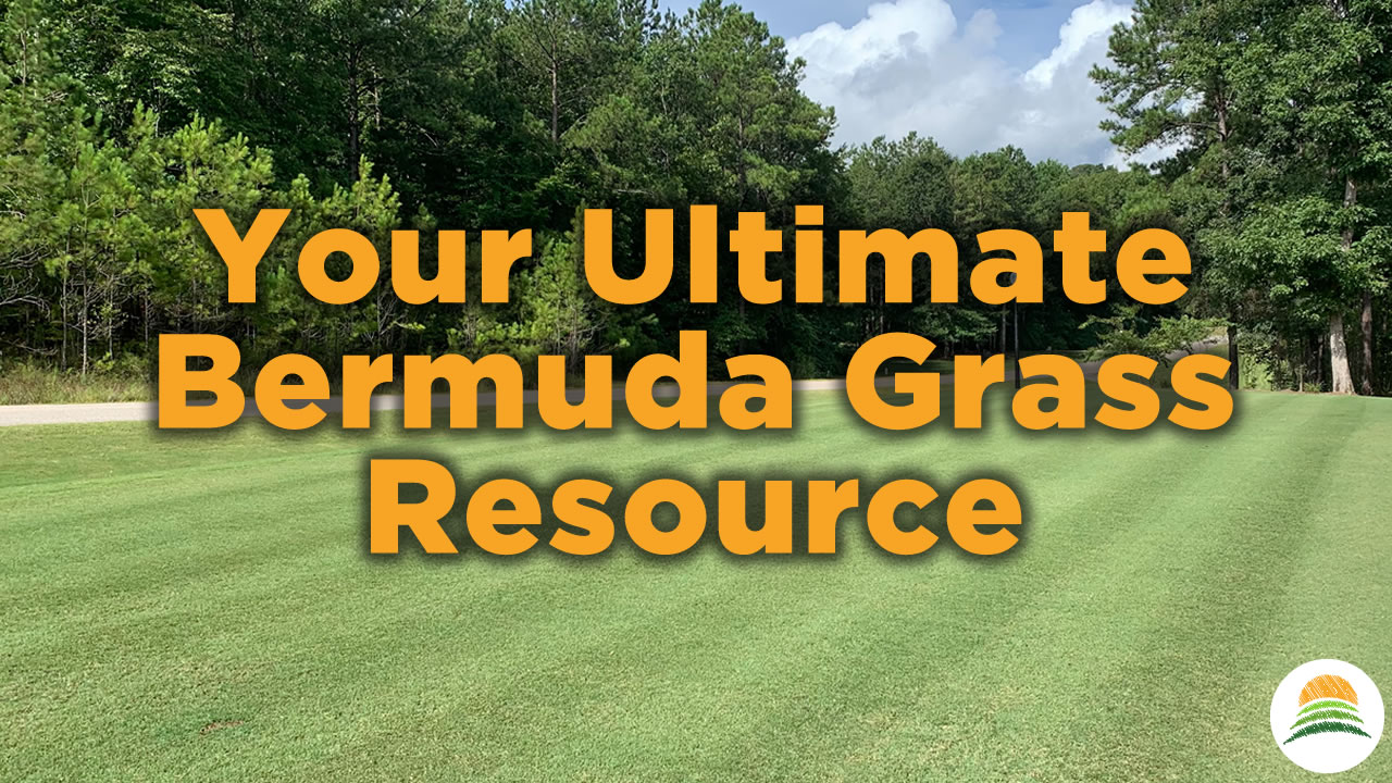 Bermuda Grass ☀️ Sunny Bermuda ☀️ - Lawn tips and more!