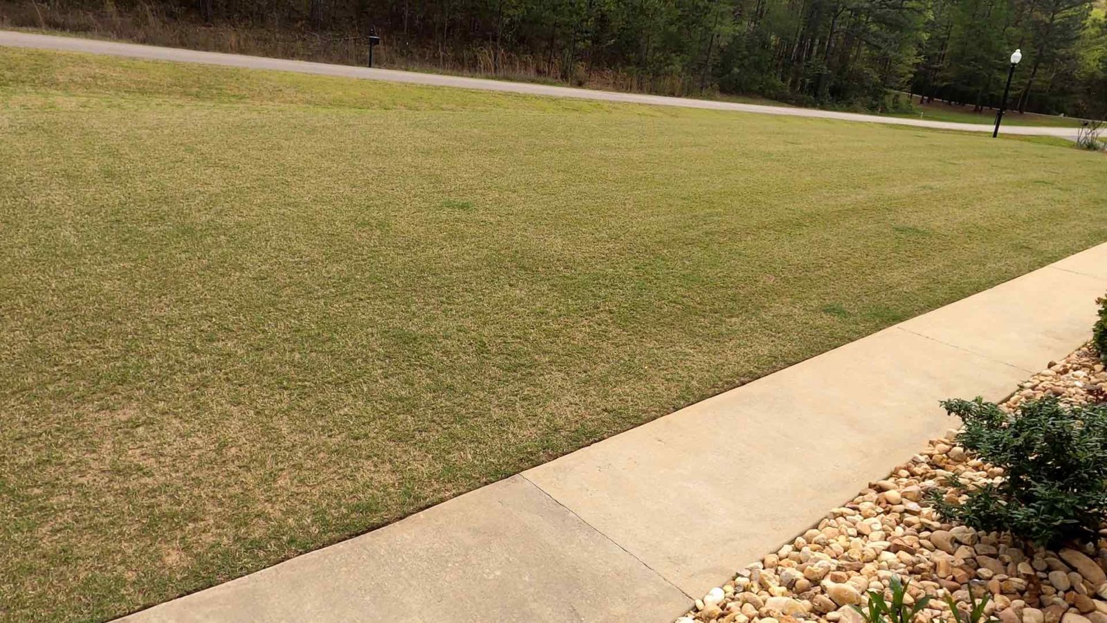 How to Wakeup Your Bermuda Lawn (S4E4) » Sunny Bermuda